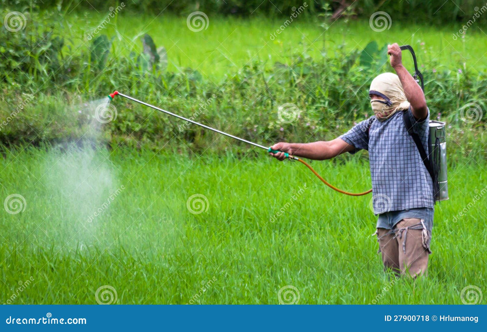 Spraying Pesticide In The Philippines Editorial Stock Photo - Image ... Spraying Pesticide In The Philippines Editorial Stock Photo - Image ...