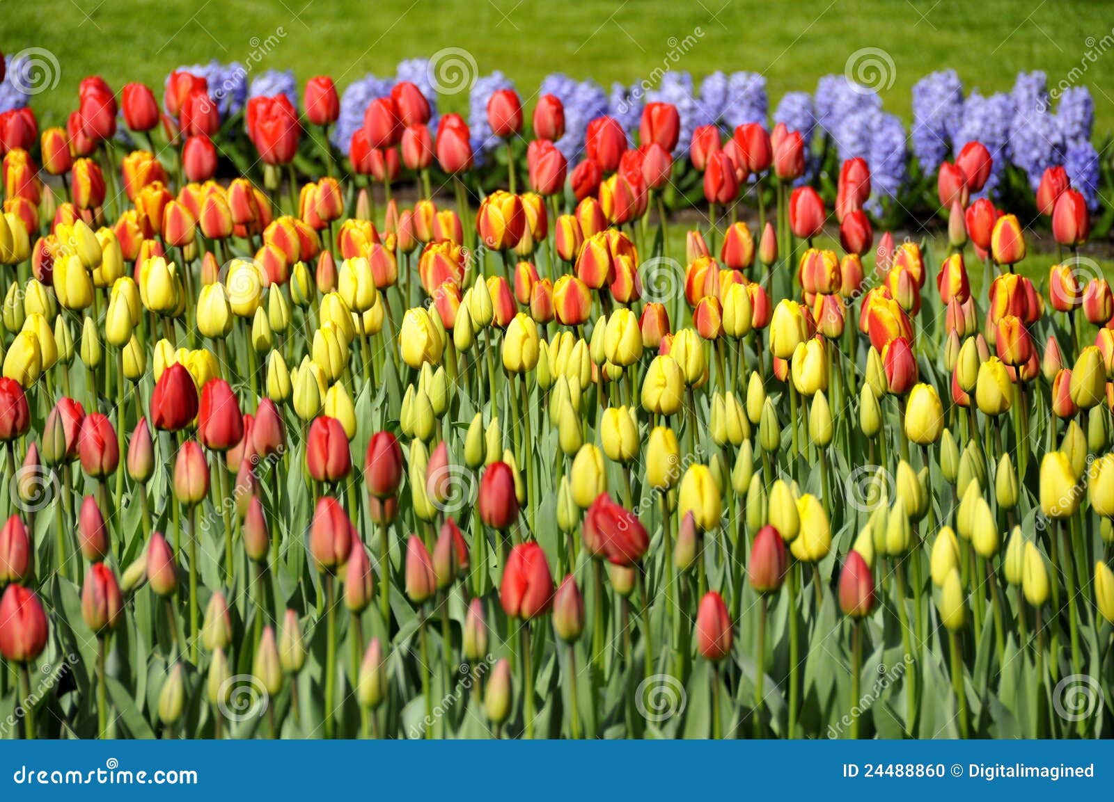 Spring Flowers In Different Colors Stock Photo - Image: 24488860 Spring Flowers In Different Colors Stock Photo - Image: 24488860