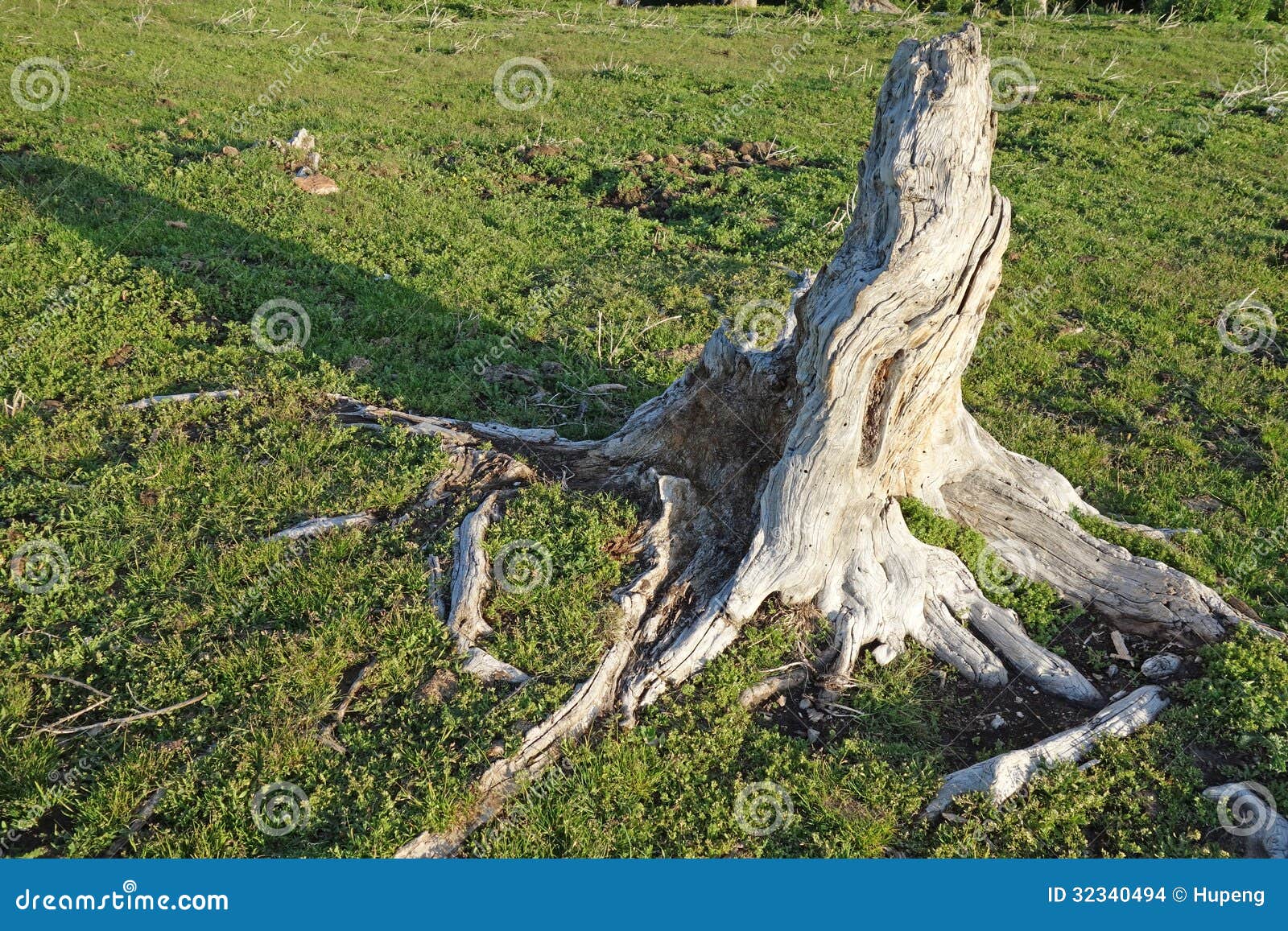 Spruce Tree Root Stock Images - Image: 32340494 Spruce Tree Root Stock Images - Image: 32340494