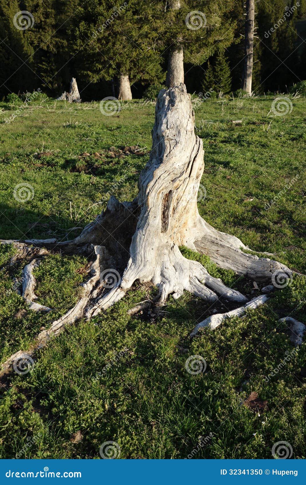 Spruce Tree Root Stock Photo - Image: 32341350 Spruce Tree Root Stock Photo - Image: 32341350
