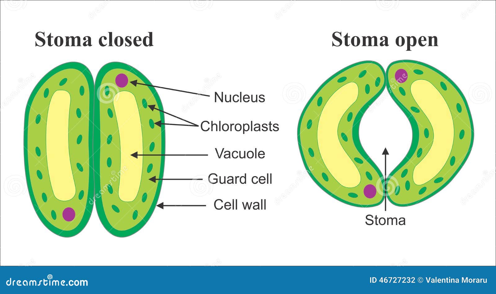 Stomata Stock Vector - Image: 46727232 Stomata Stock Vector - Image: 46727232