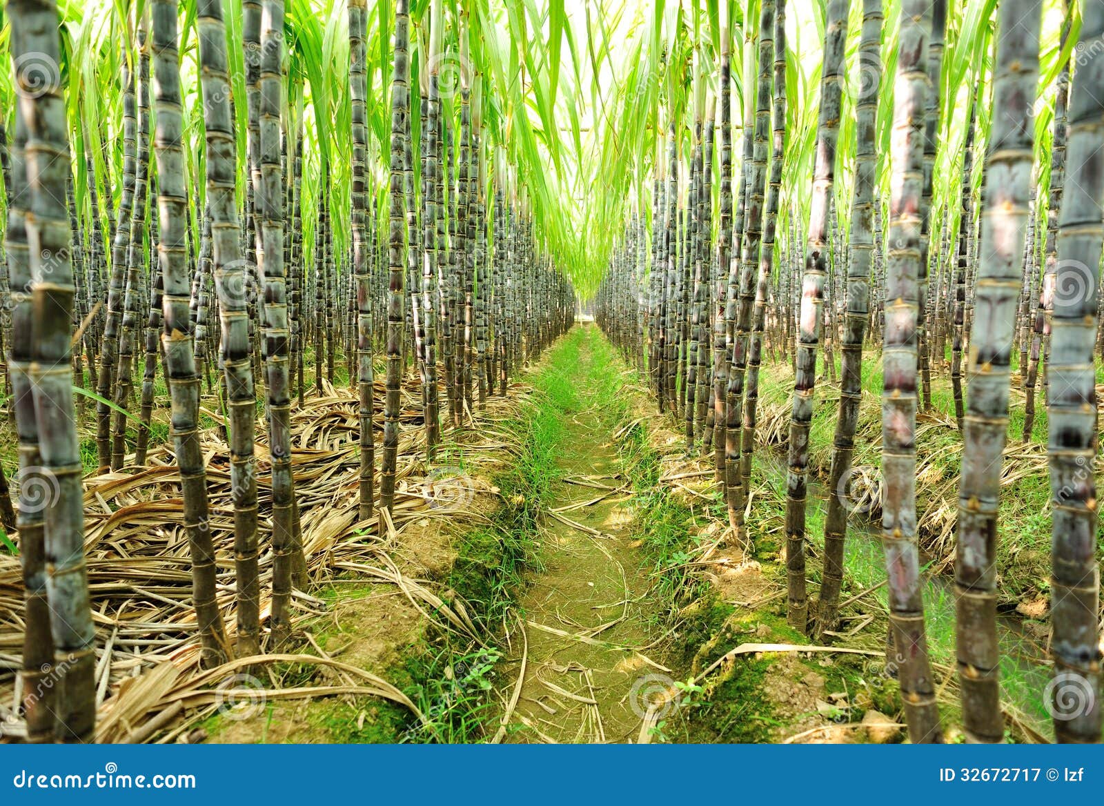 Sugarcane Plants Royalty Free Stock Photography - Image: 32672717 Sugarcane Plants Royalty Free Stock Photography - Image: 32672717