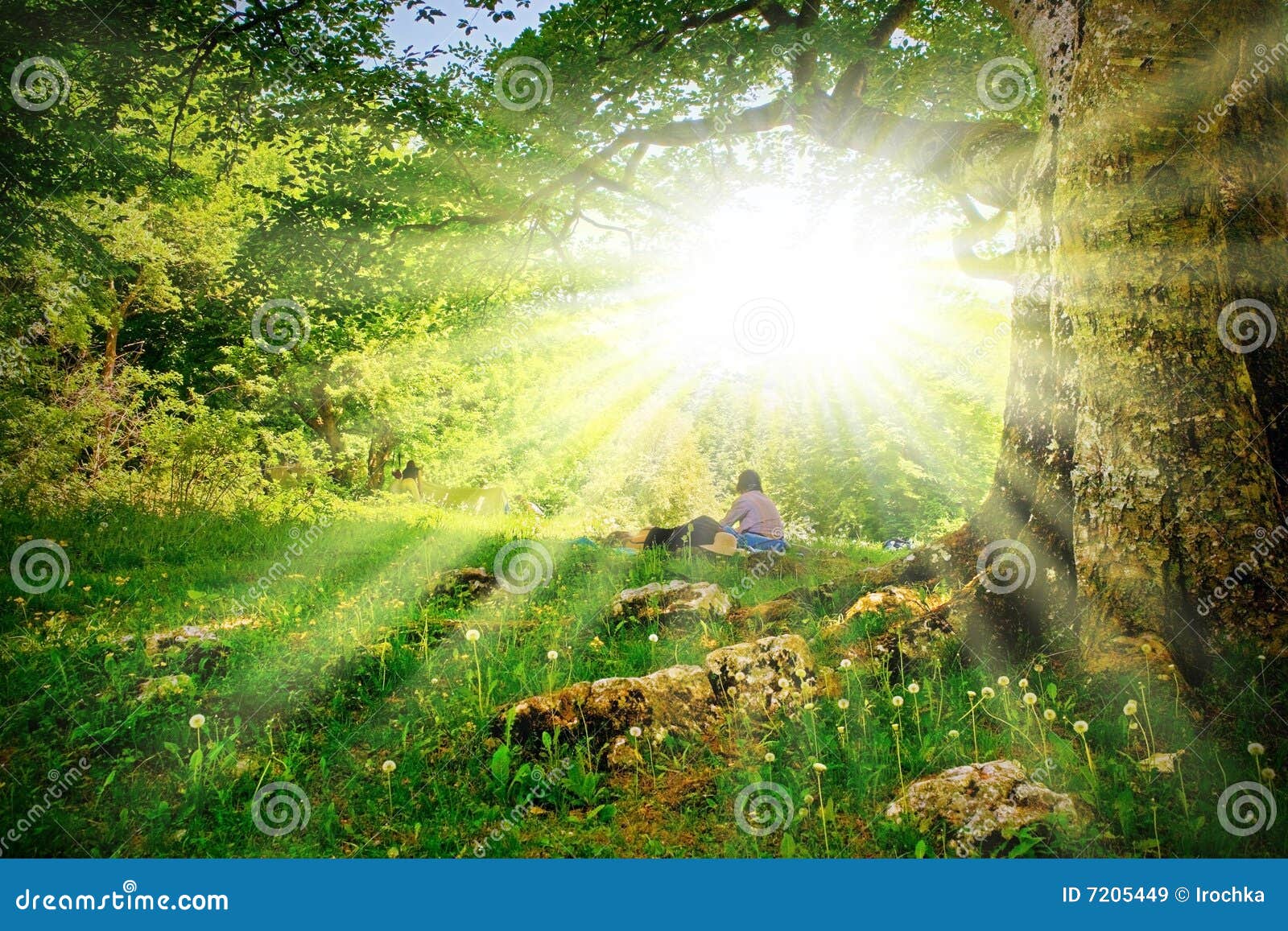 Sun Rays Through Tree Branches Royalty Free Stock Images - Image: 7205449 Sun Rays Through Tree Branches Royalty Free Stock Images - Image: 7205449