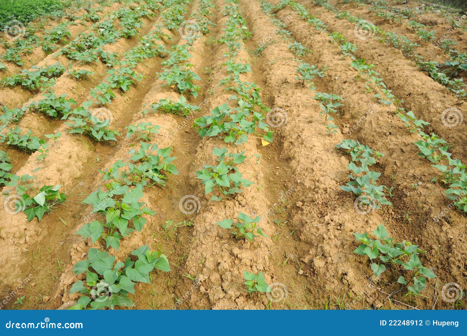 Sweet Potato Field Stock Photography - Image: 22248912 Sweet Potato Field Stock Photography - Image: 22248912