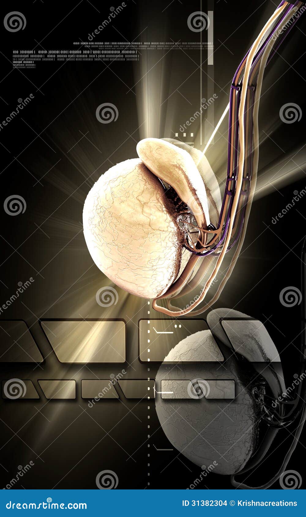 Testicles Stock Images Image 31382304