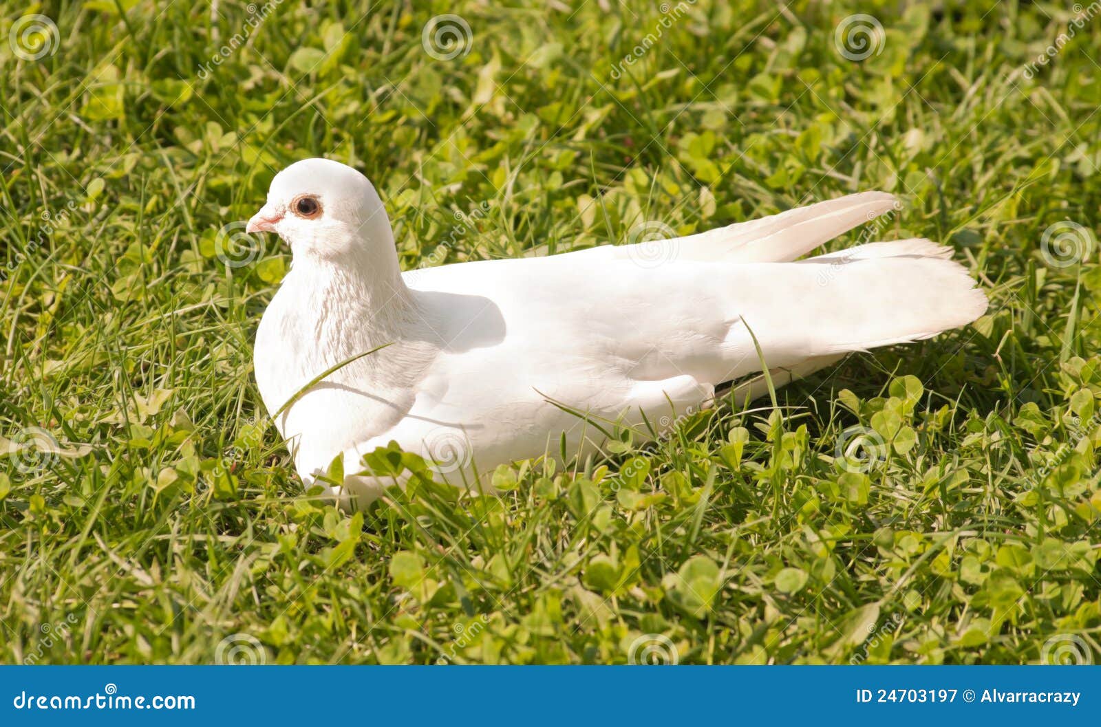 White Dove Sitting In The Grass Royalty Free Stock Photography - Image ... White Dove Sitting In The Grass Royalty Free Stock Photography - Image ...
