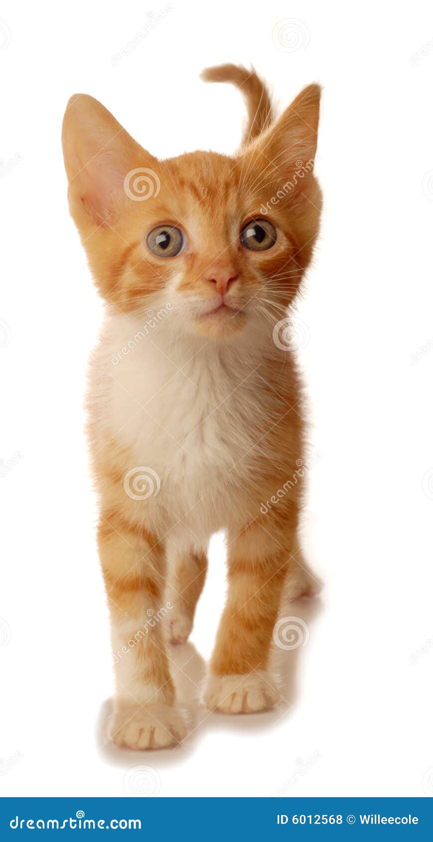 White And Orange Kitten Walking Royalty Free Stock Photos - Image: 6012568 White And Orange Kitten Walking Royalty Free Stock Photos - Image: 6012568