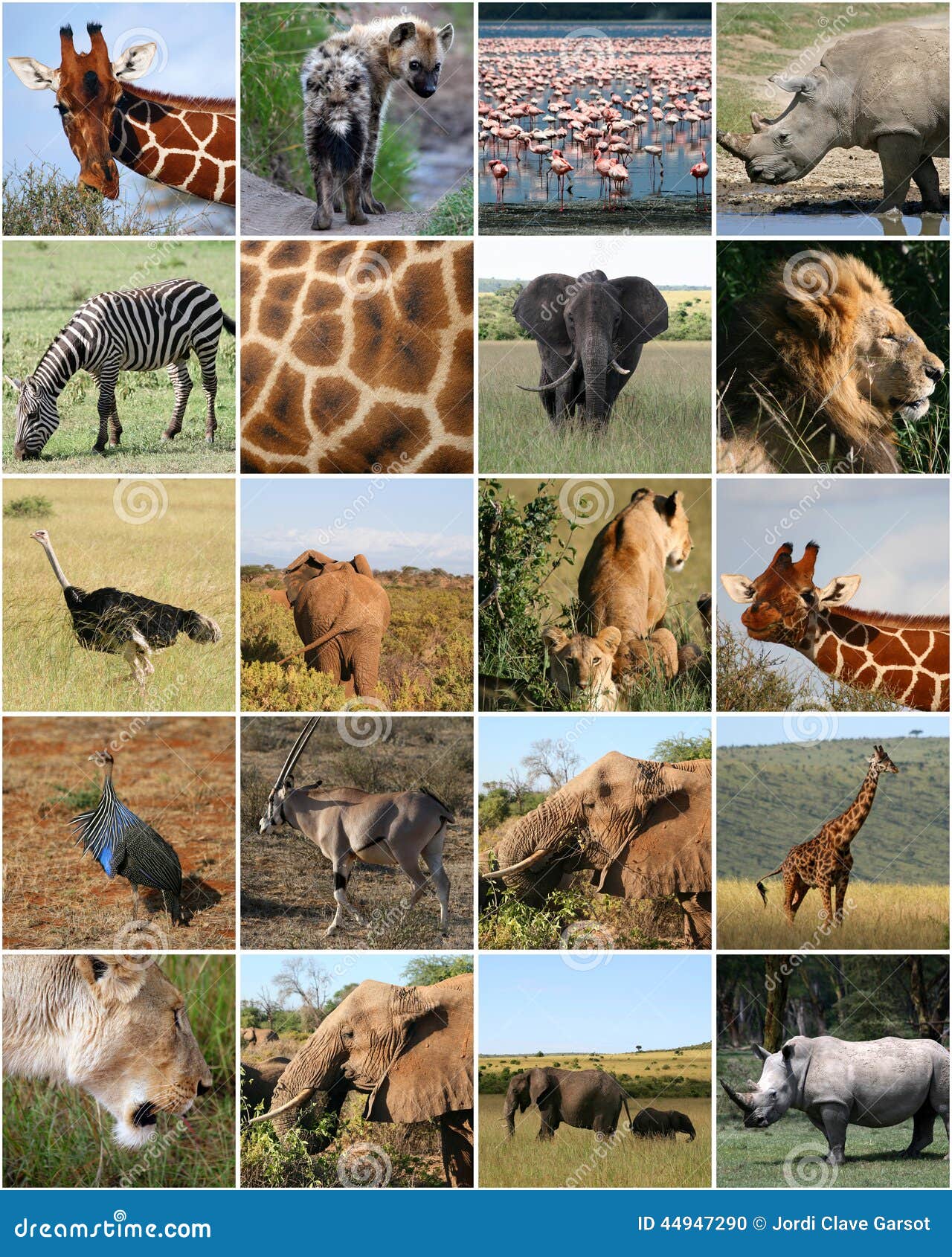 Wild Animals Collage Stock Photo - Image: 44947290 Wild Animals Collage Stock Photo - Image: 44947290