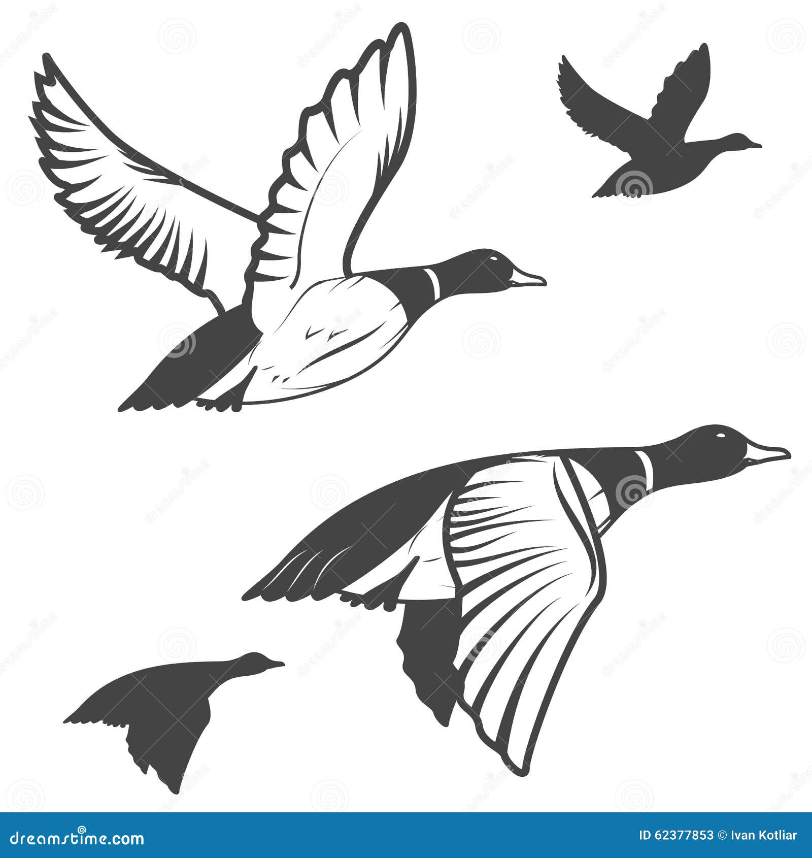 Wild Duck Stock Vector - Image: 62377853 Wild Duck Stock Vector - Image: 62377853