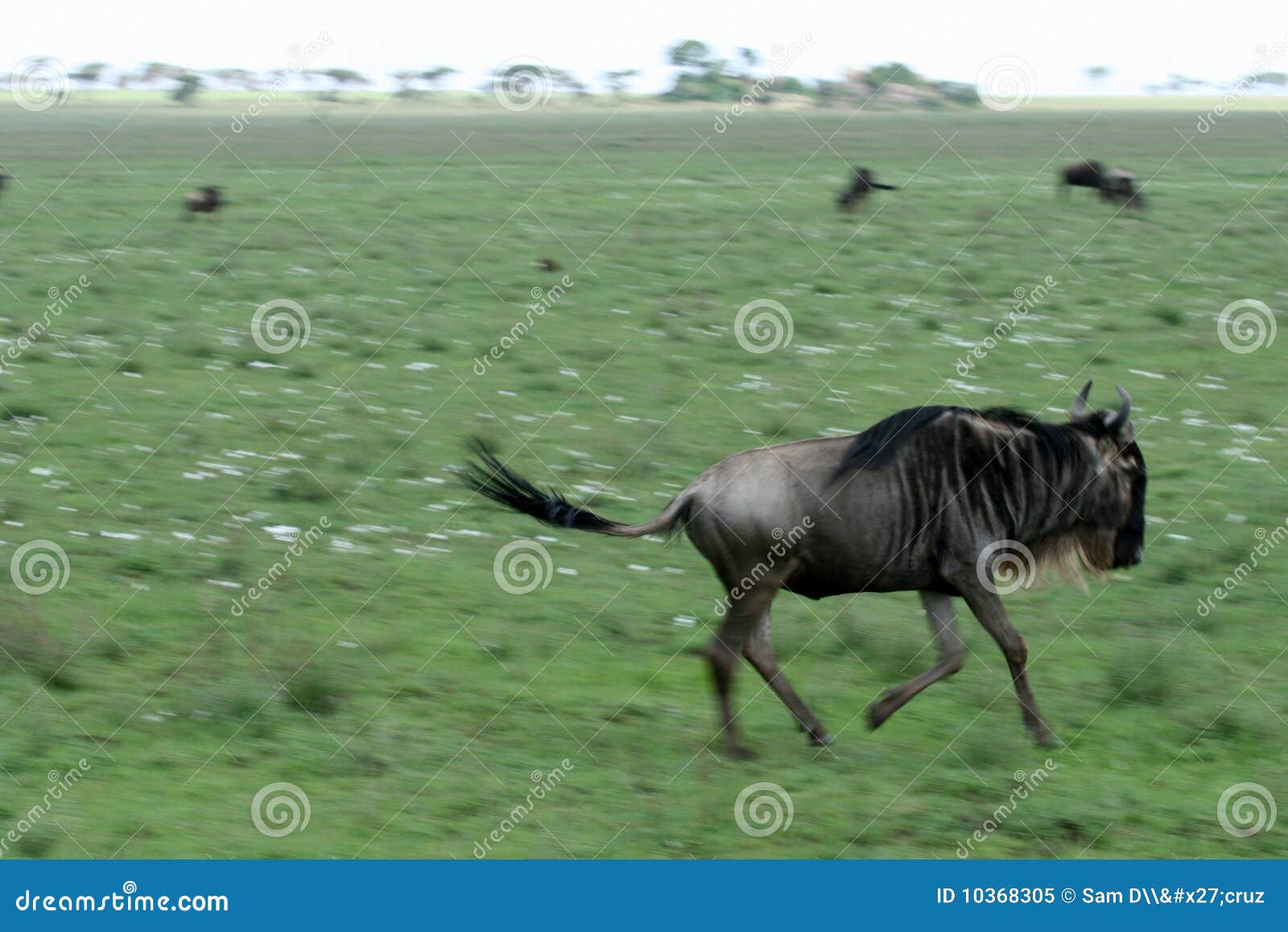 Wilderbeast Running - Safari, Tanzania, Africa Royalty Free Stock Photo ... Wilderbeast Running - Safari, Tanzania, Africa Royalty Free Stock Photo ...