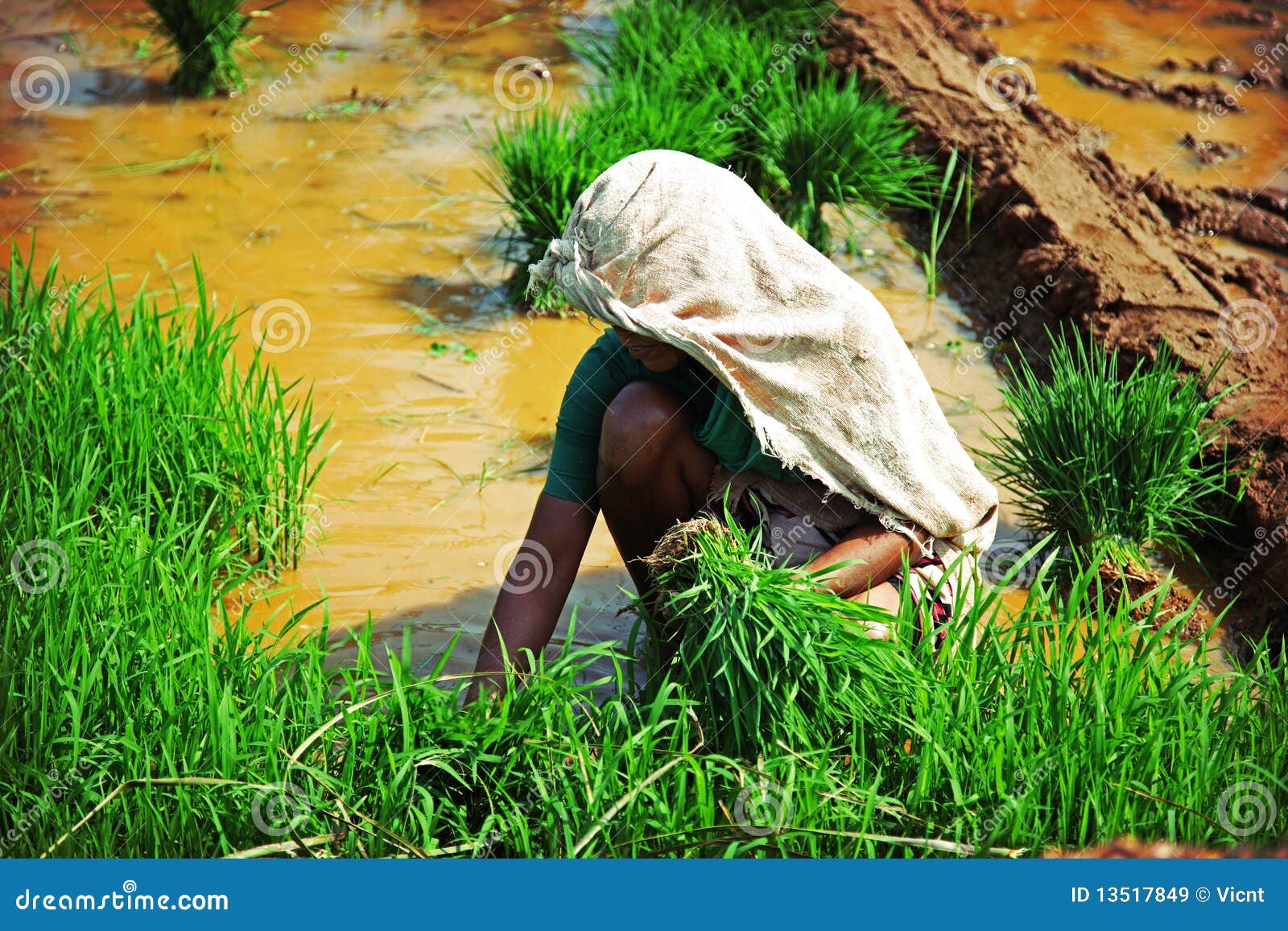 Woman Planting Rice Royalty Free Stock Images Image 13517849