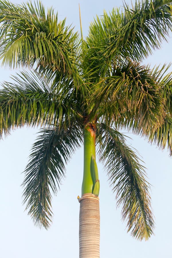 Palma real imagen de archivo. Imagen de recurso, fondo - 34816269