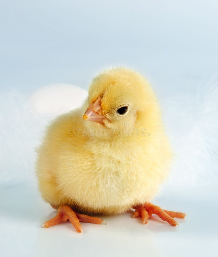 ¡Hola polluelo! foto de archivo. Imagen de saludo, suave - 4354596
