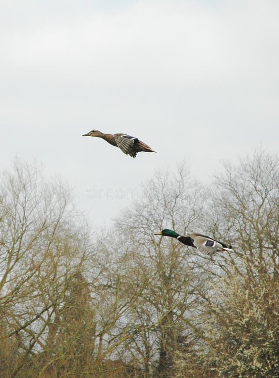 ¡Ir volando! imagen de archivo. Imagen de libre, escapar - 85287