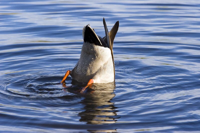 Las Partes Inferiores Suben El Pato Foto de archivo - Imagen de ...