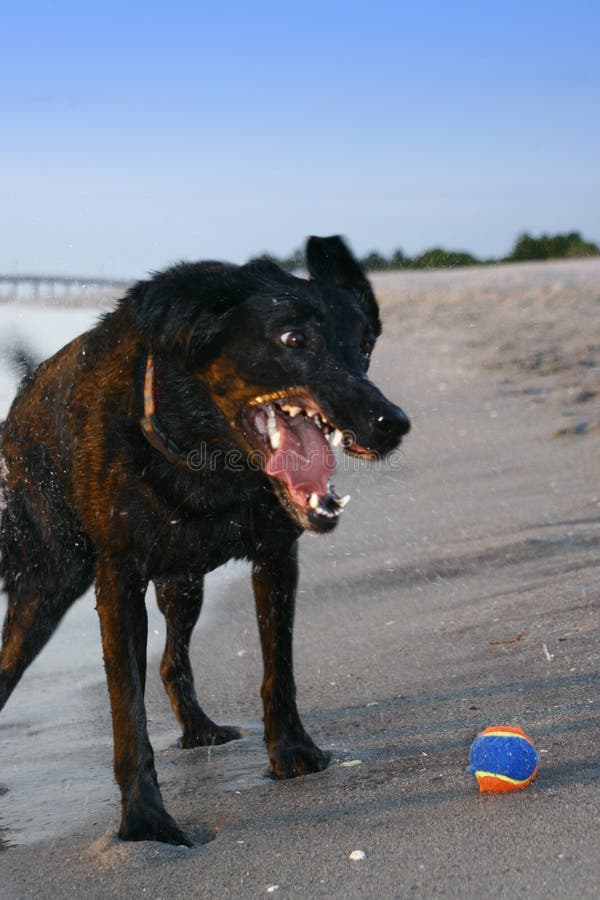 ¡Perro loco?!?! imagen de archivo. Imagen de bestia, perro - 1376035