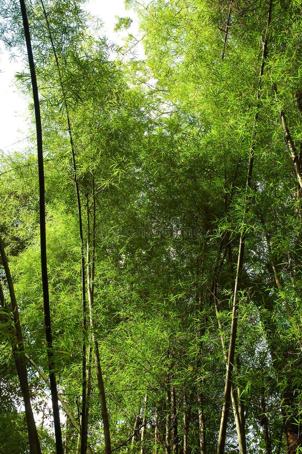 ¡Tallos de bambú grandes! imagen de archivo. Imagen de bosque - 1447801