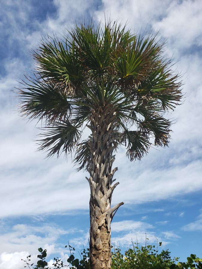 Palmera de Miami foto de archivo. Imagen de palma, arte - 61147484