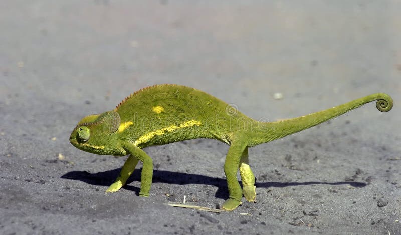 Oye, Nene, ¿tienes Alguna Larva? Foto de archivo - Imagen de extranjero ...