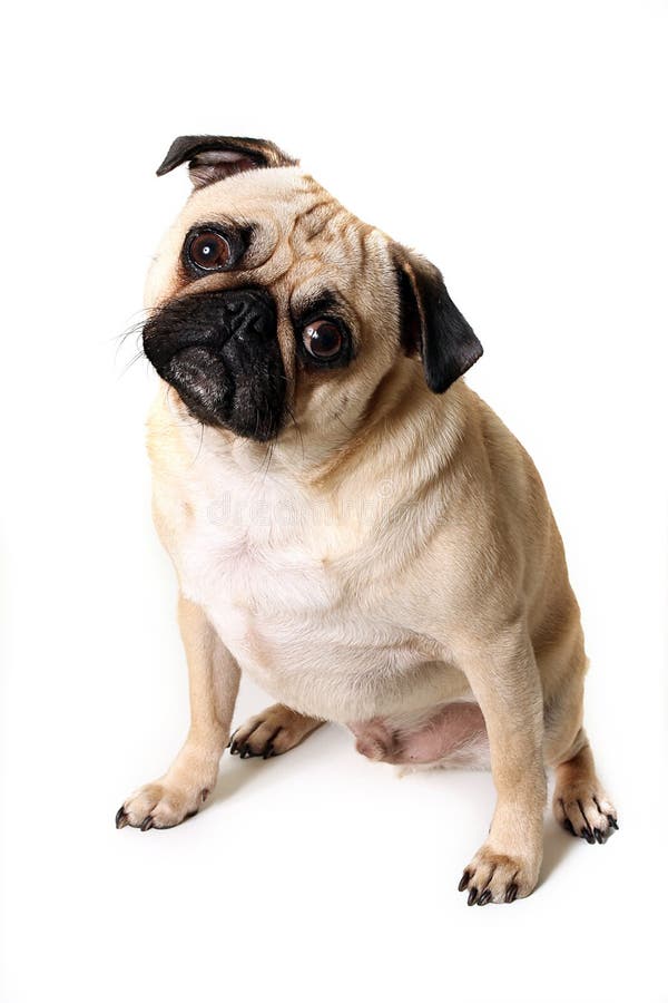 ¿Huh? imagen de archivo. Imagen de feliz, perro, mirando - 5919605