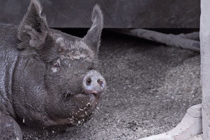 ¿Quién Usted Que Llama Asqueroso? Imagen de archivo - Imagen de feliz ...