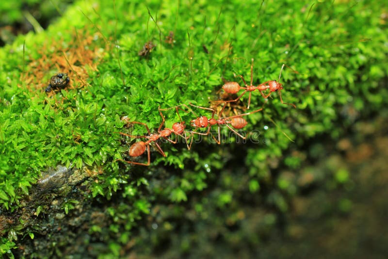 Ants Talking To Each Other stock image. Image of natural - 218834827