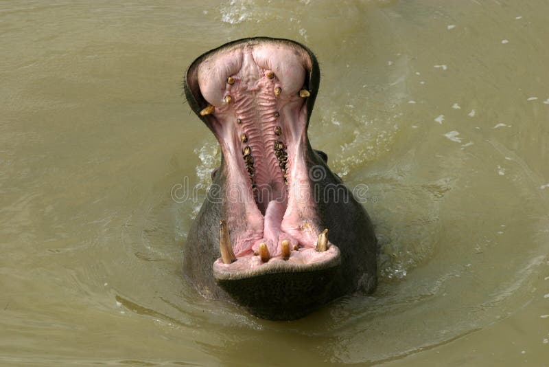 Ábrase de par en par foto de archivo. Imagen de enorme - 117304