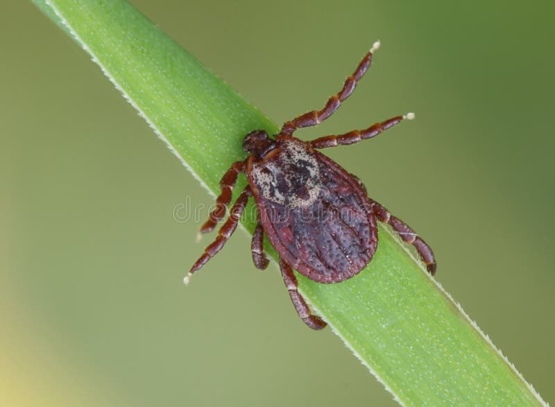 Ácaro foto de archivo. Imagen de animal, cubo, peligro - 35451566