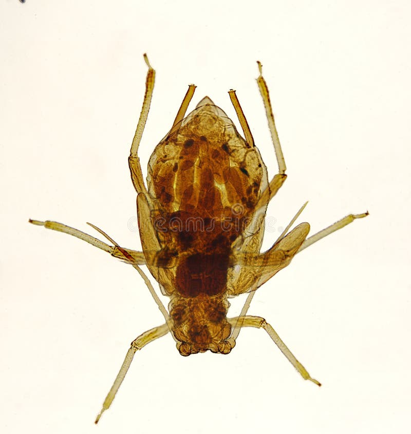 9,152 Afido Fotos de stock - Fotos libres de regalías de Dreamstime