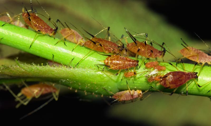Áfidos foto de archivo. Imagen de macro, resorte, verano - 21302422