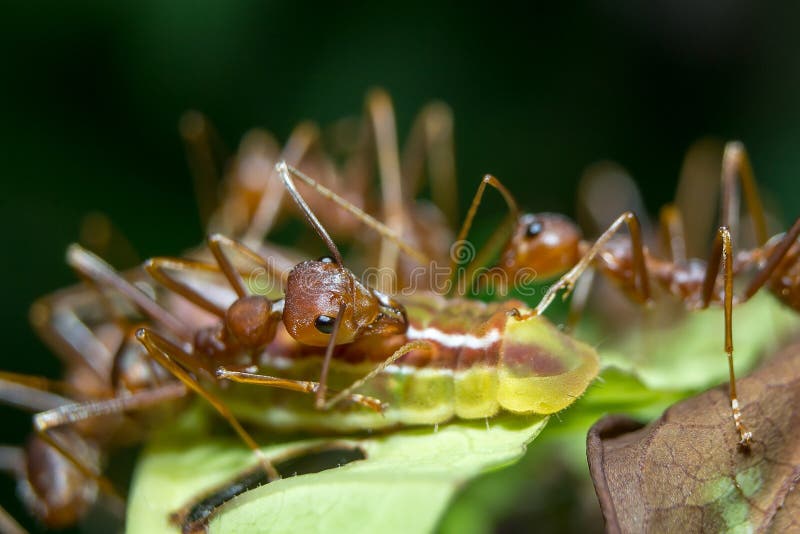 Las Hormigas Rojas Protegen La Fruta Del Mango Sobre Un Fondo Negro ...