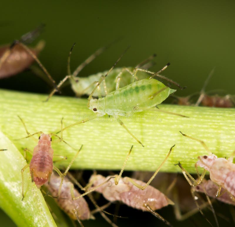Áfidos en la planta cierre foto de archivo. Imagen de riesgo - 96885574