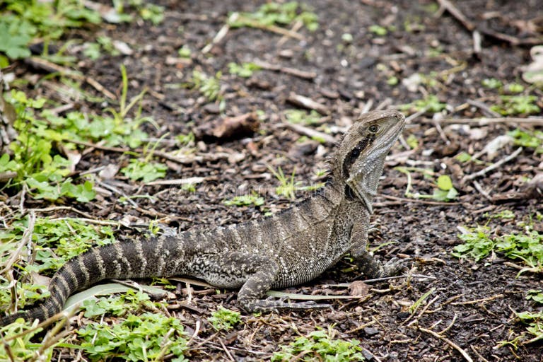 Água Dragon Lizard foto de stock. Imagem de lagarto - 100098420