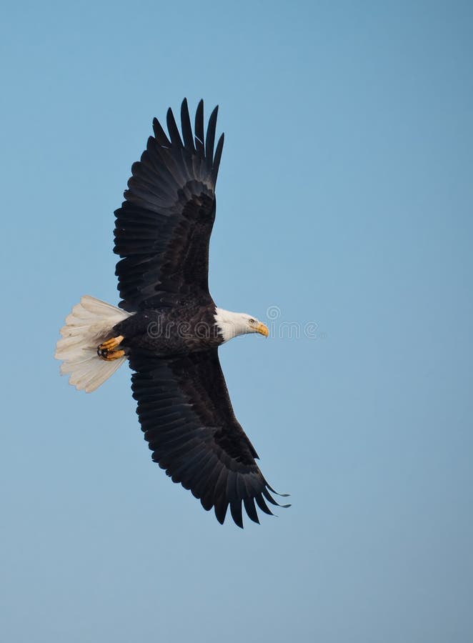 Águia calva no vôo foto de stock. Imagem de planar, animal - 9749444
