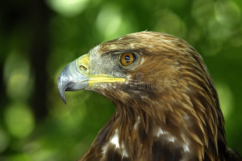 Águila Dorada foto de archivo. Imagen de fauna, cuenta - 16712514