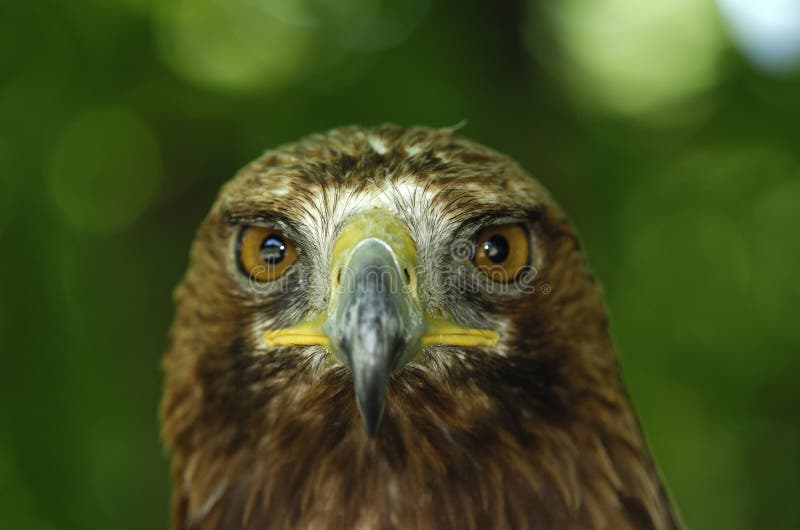 Águila de oro foto de archivo. Imagen de vertebrados - 16712522