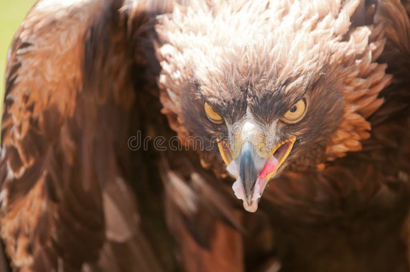 Águila de oro imagen de archivo. Imagen de presa, intenso - 25332493