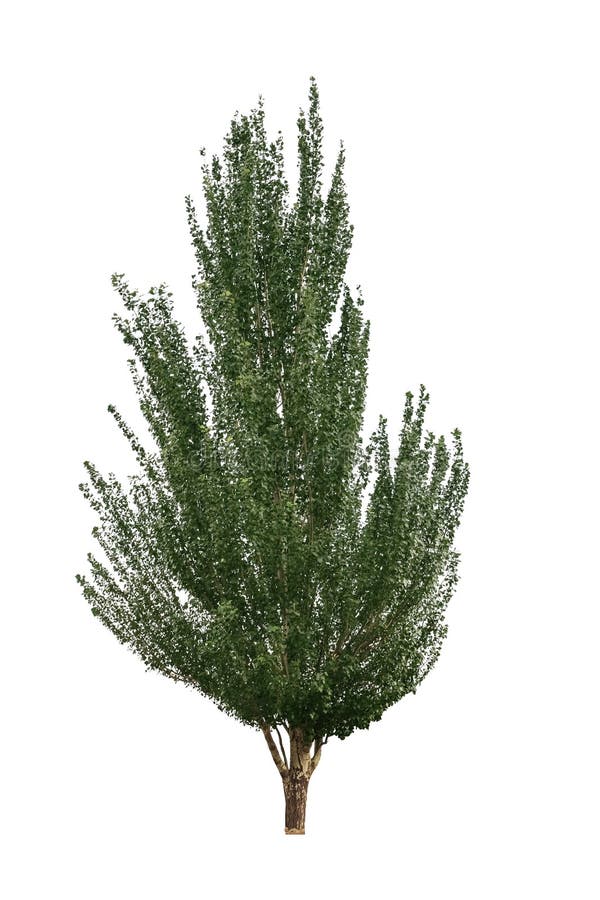 Árbol de álamo aislado imagen de archivo. Imagen de corona - 32155729