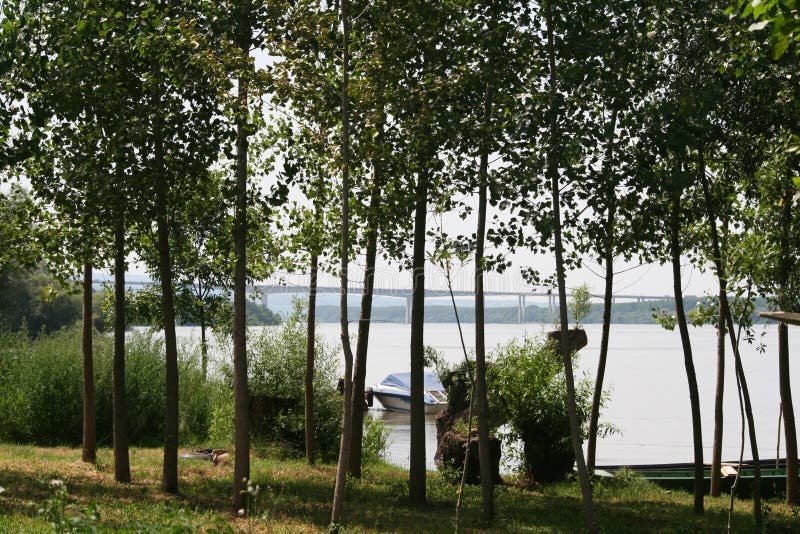 Álamos a lo largo del río foto de archivo. Imagen de along - 112106068
