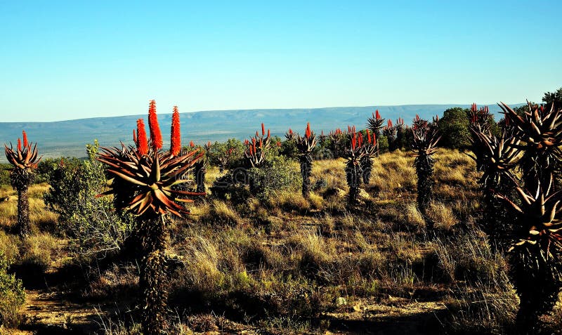 Áloe Ferox foto de archivo. Imagen de abundante, flor - 40111168