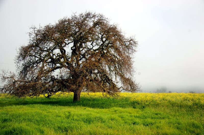 Arbol De Mostaza Caracteristicas