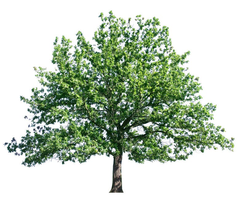 Árbol imagen de archivo. Imagen de alto, verano, aislado - 23201829