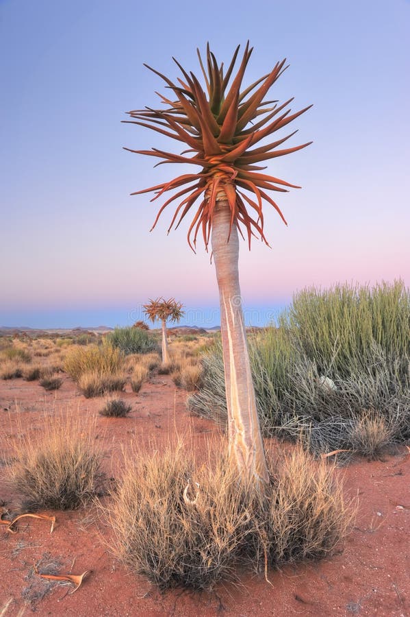 Árbol 4 de la aljaba foto de archivo. Imagen de hierba - 15886302