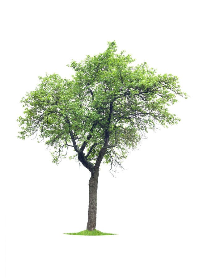 Árbol aislado en blanco imagen de archivo. Imagen de follaje - 9373883