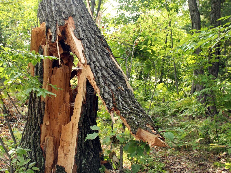 1,842 Astillado Fotos - Libres de Derechos y Gratuitas de Dreamstime
