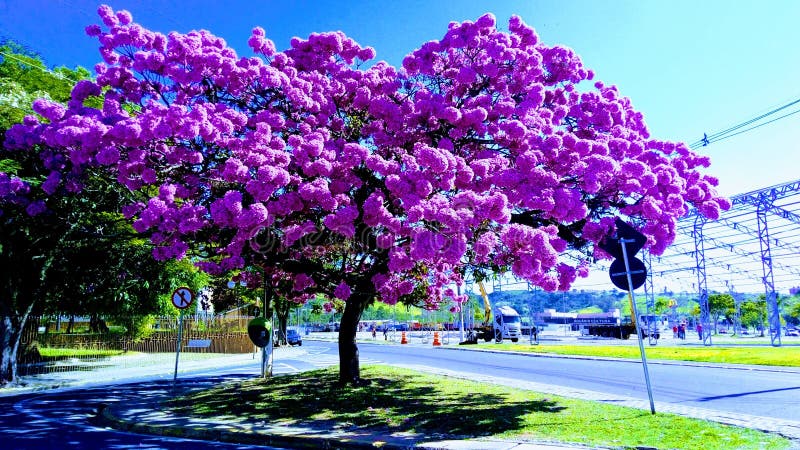 Árbol coloreado fotografía editorial. Imagen de rosa - 103212992