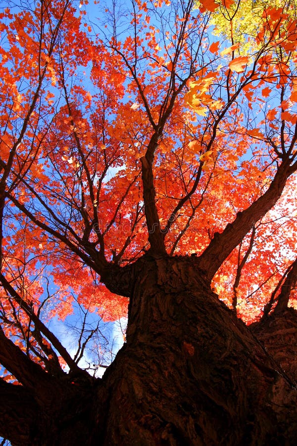 Árbol colorido imagen de archivo. Imagen de parque, cielo - 6985105