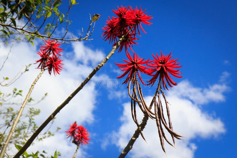 Árbol Con Las Flores Rojas (erythrina) Foto de archivo - Imagen de ...