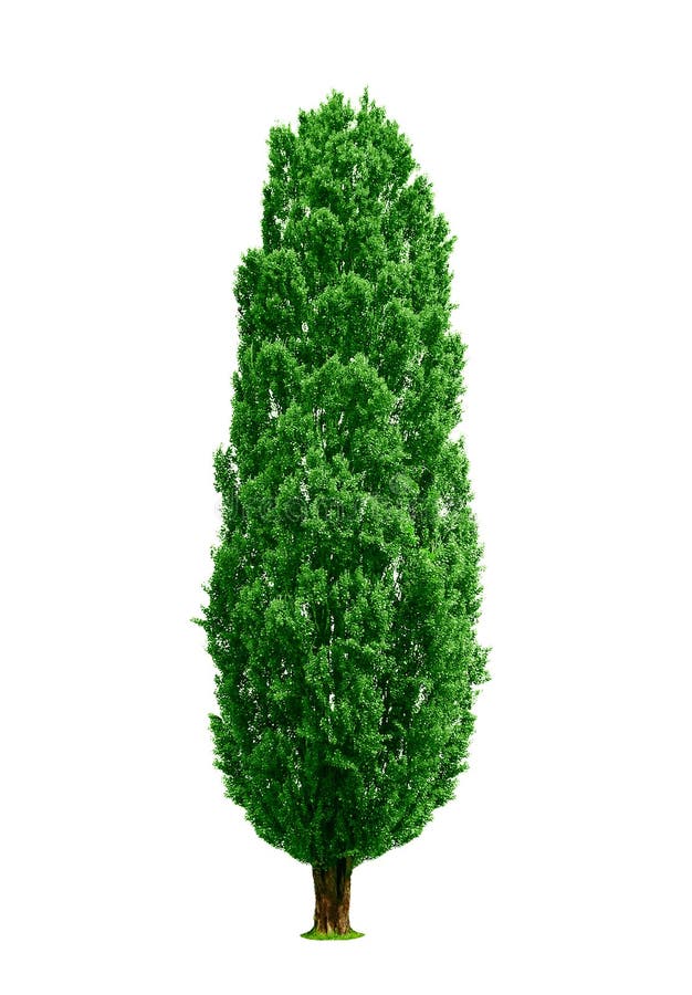 Árbol de álamo aislado foto de archivo. Imagen de aislado - 32427392