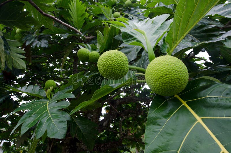 Árbol De árboles Del Pan En La Selva La Fruta En Imagen de archivo ...